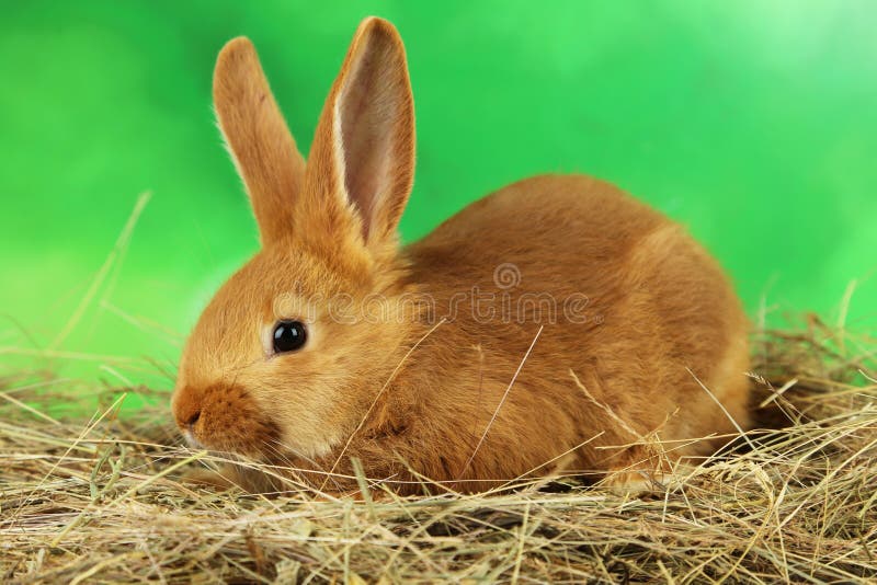 Young red rabbit stock photo. Image of animal, curious - 61766232