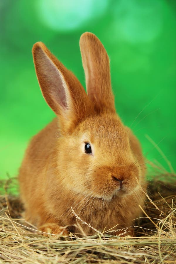 Young red rabbit stock photo. Image of animal, curious - 61766232
