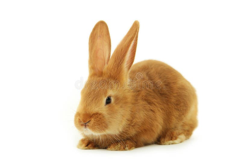 Young red rabbit stock image. Image of nervous, bunny - 51156143