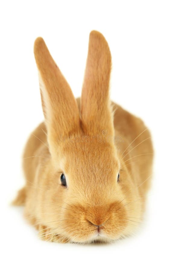 Young red rabbit stock photo. Image of furry, easter - 65681508