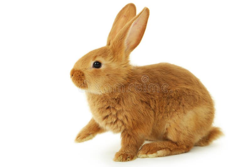Young red rabbit stock photo. Image of animal, curious - 61766232