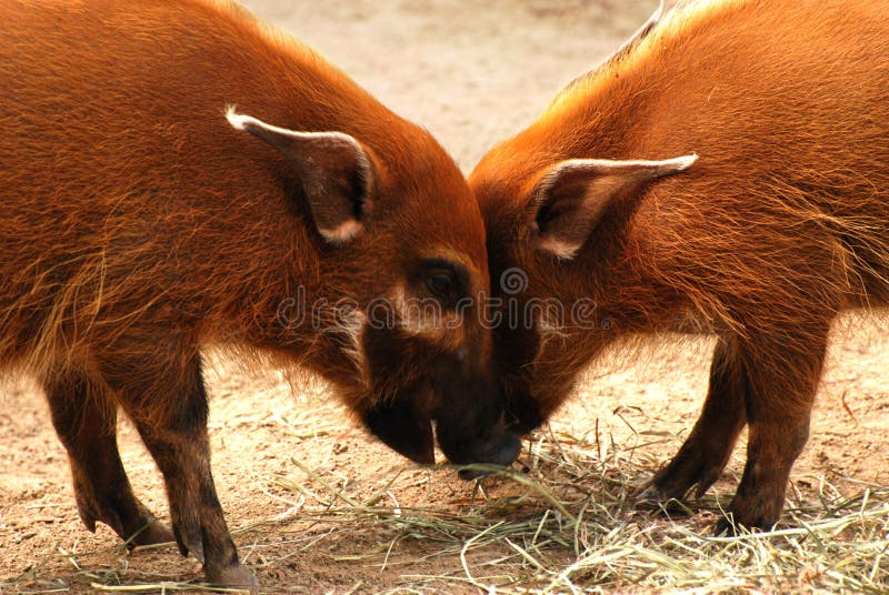 Young Red River Hogs Playing Stock Image - Image of headbutt, pork: 3547071