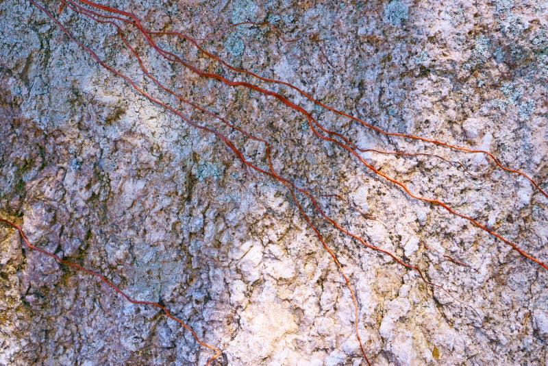 Young Red Roots of Tree Climbing on the White and Gray Rough Surface ...
