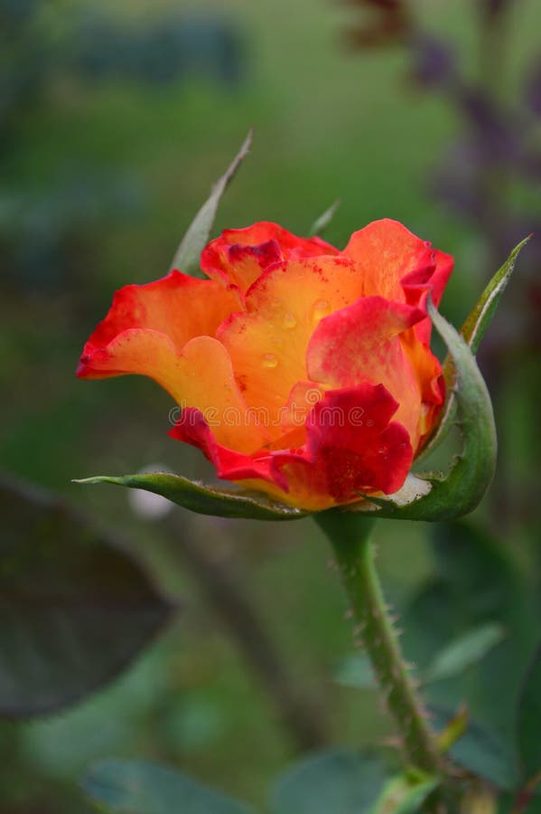 Young red rose stock photo. Image of jasmine, bench, life - 41670118