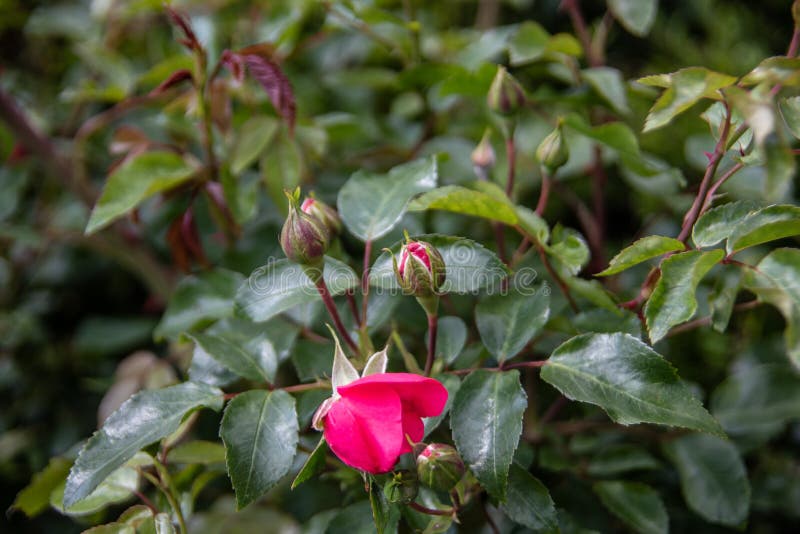 Young red rose petals stock photo. Image of leaves, graceful - 192974902