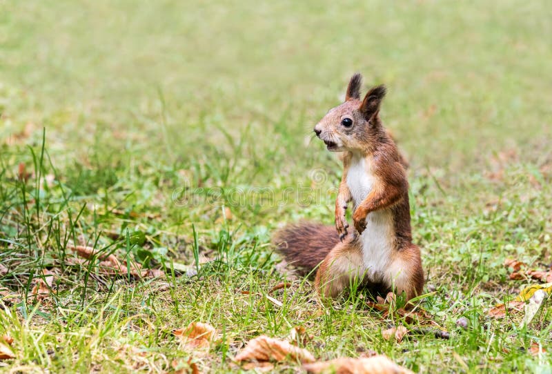 Young Red Squirrel with Fluffy Tail Sitting in Green Grass Stock Photo ...