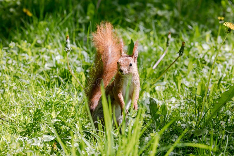 Young Red Squirrel with Fluffy Tail Sitting in Green Grass Stock Image ...