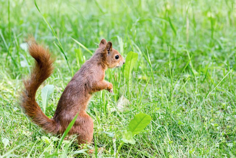 Young Red Squirrel with Fluffy Tail Standing in Fresh Grass Stock Image ...