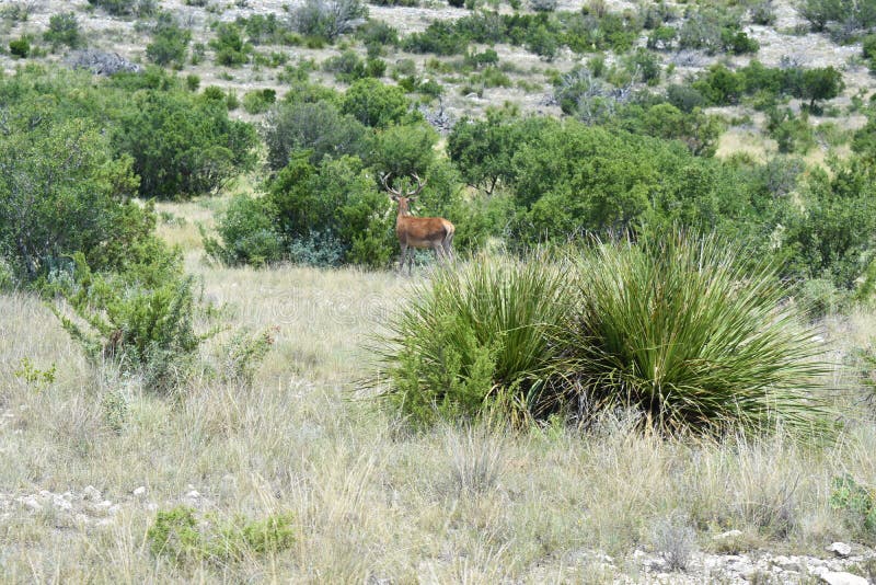 Young Red Stag Deer stock image. Image of season, deer - 100120519