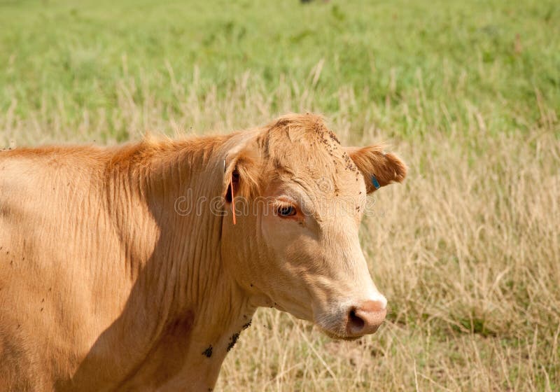 Young red steer stock image. Image of flies, growing - 26874263