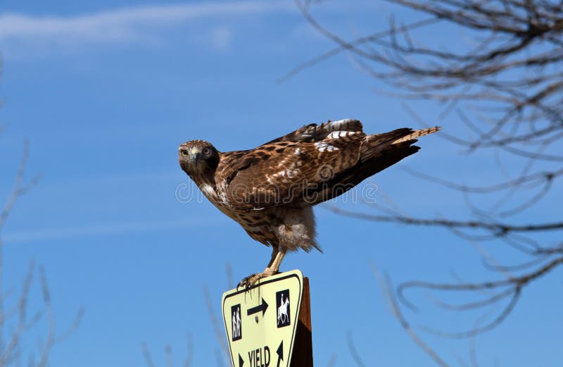 A young Red Tail Hawk stock image. Image of geese, hunt - 144399115