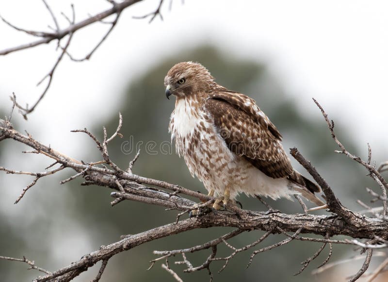 Young Red-tailed Hawk Close Up in Wintertime Stock Photo - Image of ...