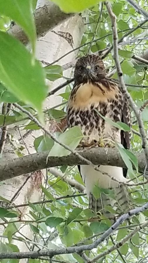 Young red tailed hawk stock photo. Image of goid, young - 161538768