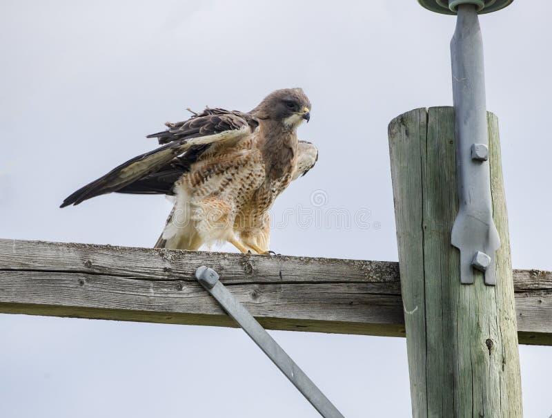 Red Tailed Hawk on a Power Pole Stock Photo - Image of prey, wing ...