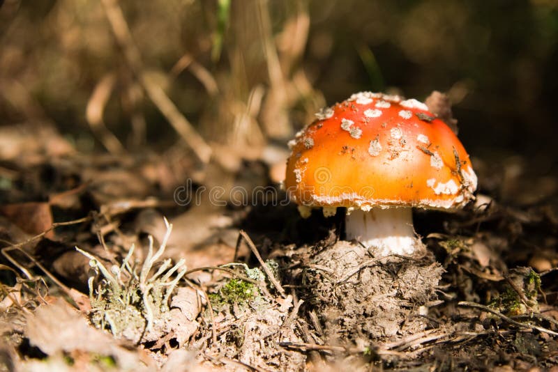 Young red toadstool stock photo. Image of dangerous, forest - 10885082