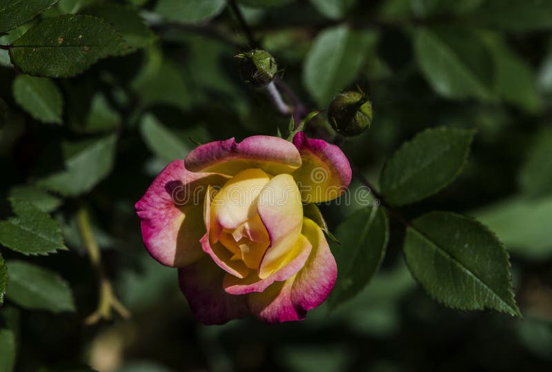 Young red-yellow rose stock photo. Image of rose, afternoon - 92616992