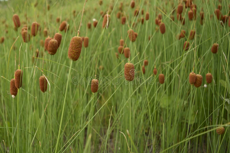 Young reed stock photo. Image of landscape, spring, stem - 72255832