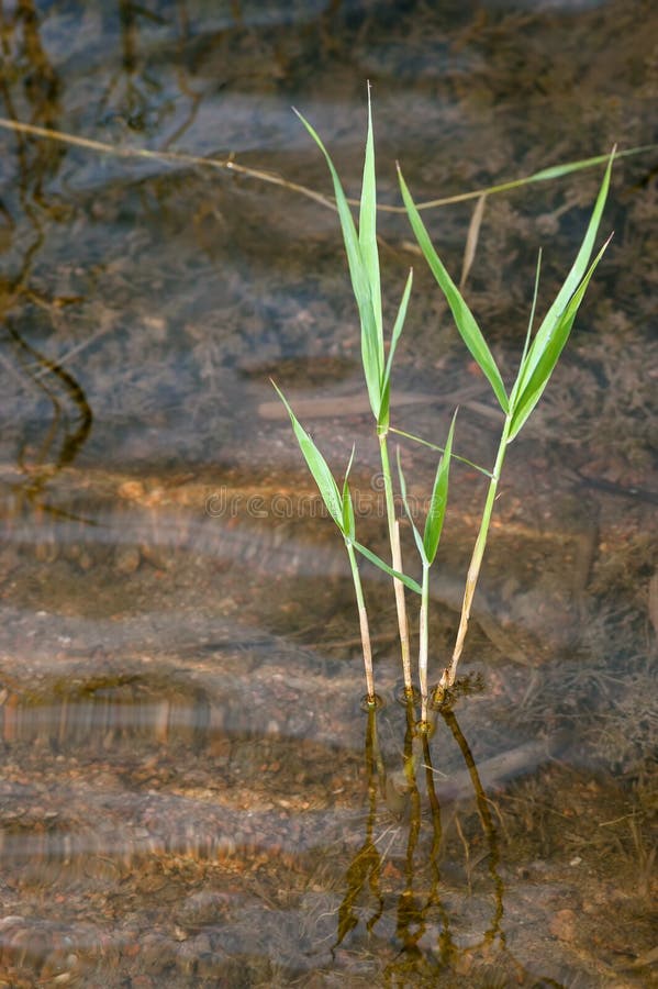 Young Reed in Very Clean Water. Stock Photo - Image of light, life ...