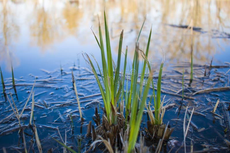 Young reed on the water stock image. Image of reservoir - 115414063