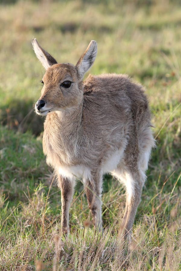 Mountain Reedbuck Antelope stock image. Image of buck - 35846685