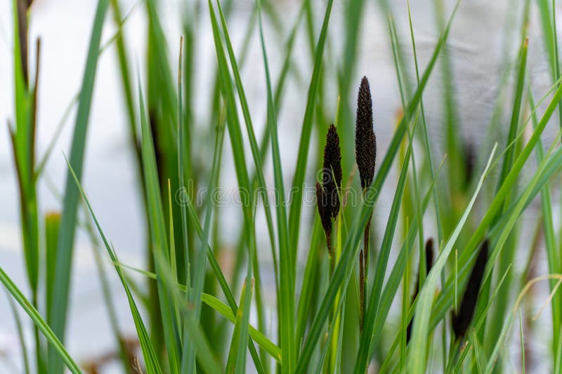 Young Reeds Grow in a Swamp. Stock Photo - Image of leaf, summer: 375250866