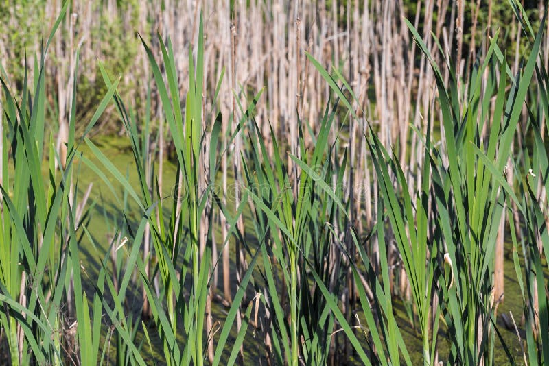 13,614 Reeds Marsh Stock Photos - Free & Royalty-Free Stock Photos from ...