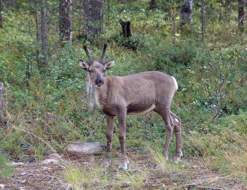 Young reindeer stock photo. Image of arctic, horn, lappish - 10622768