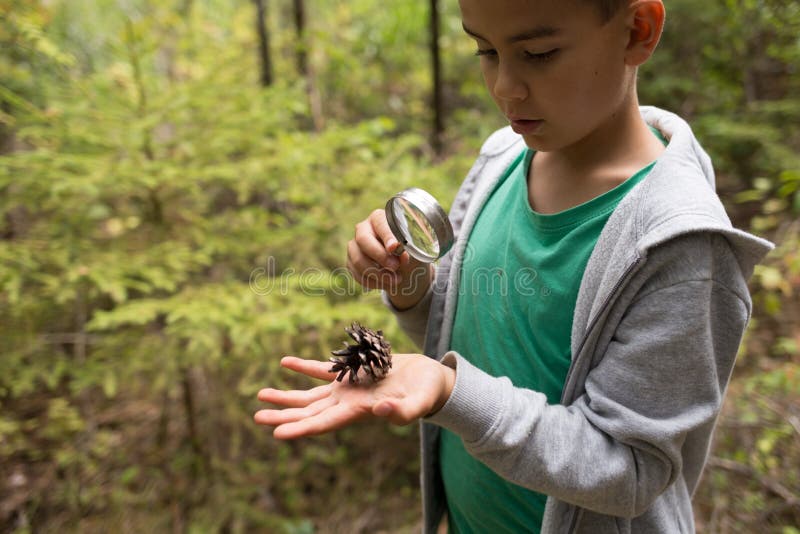 Young Resercher Looking on the Pine Cone through the Magnifying Glass ...