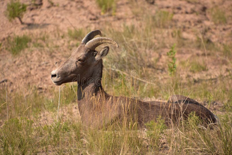 Young Resting Bighorn Sheep in South Dakota Stock Photo - Image of ...
