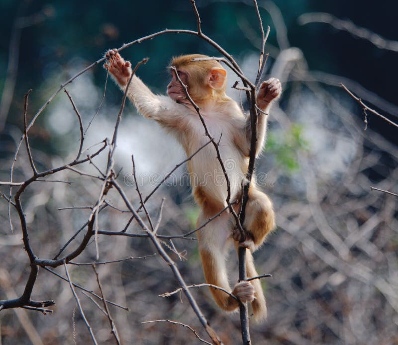 Baby Rhesus Macaque Monkey Stock Images - Download 1,914 Royalty Free ...