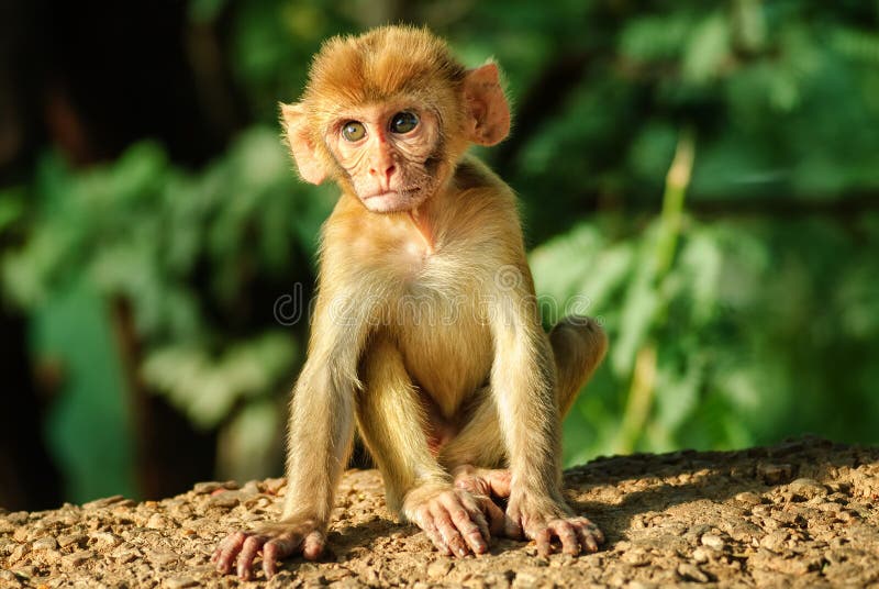 A Young Rhesus Macaque Monkey Stock Image - Image of jungle, infant ...
