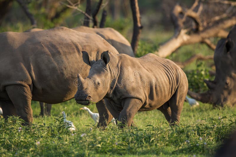 Young Rhino in Grasslands of Africa are Becoming More Rare Stock Photo ...