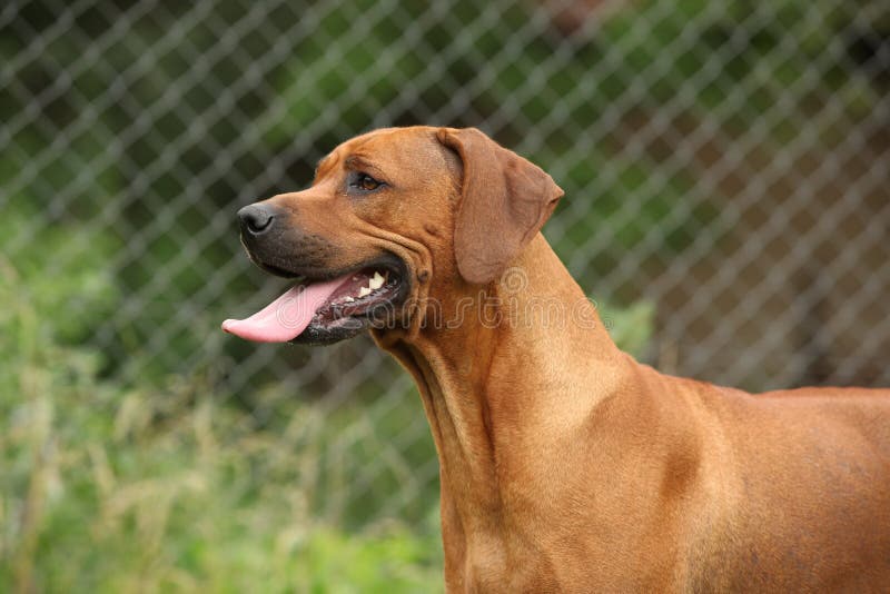 Rhodesian ridgeback stock image. Image of portrait, attentive - 30184201