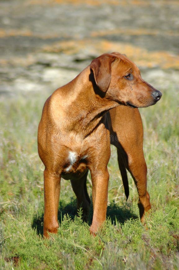 Young Rhodesian Ridgeback Dog Stock Image - Image of full, breed: 1427287