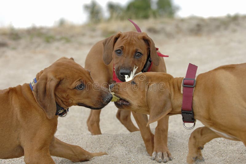 Young rhodesian ridgebacks stock image. Image of canines - 5553025