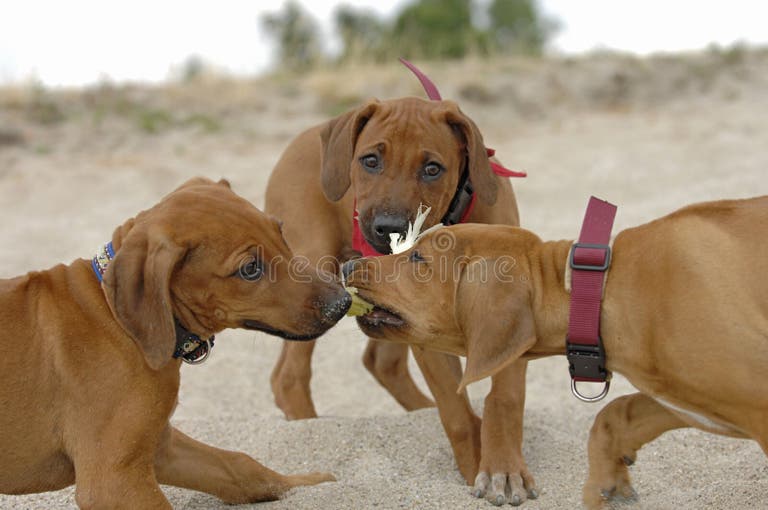 984 Rhodesian Ridgebacks Stock Photos - Free & Royalty-Free Stock ...