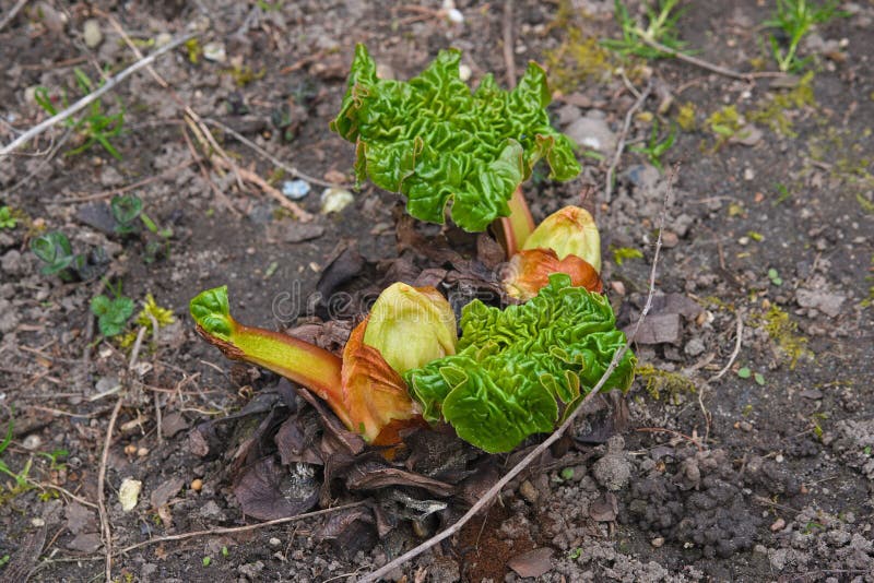 Young Rhubarb Plant with Purple and Red Stock Photo - Image of textured ...