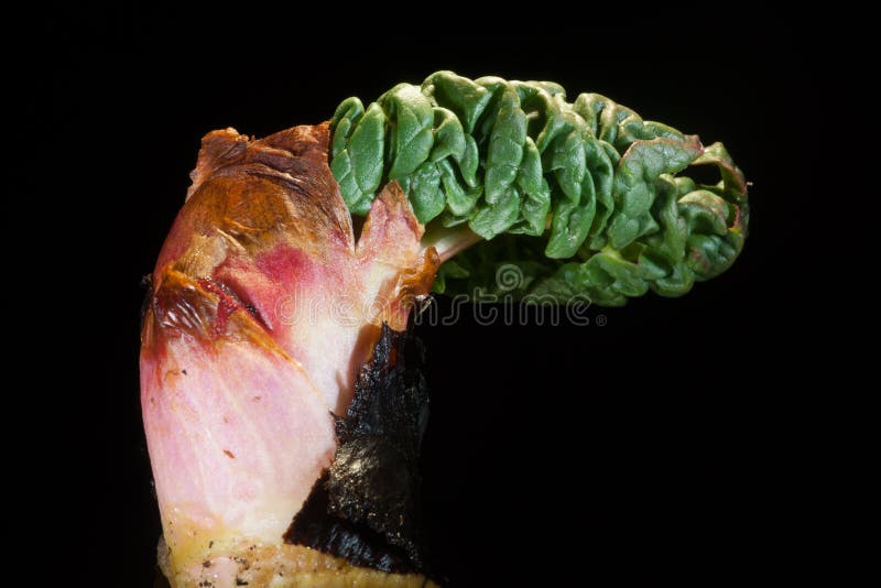 Young Rhubarb Plant with Purple and Red Stock Photo - Image of textured ...