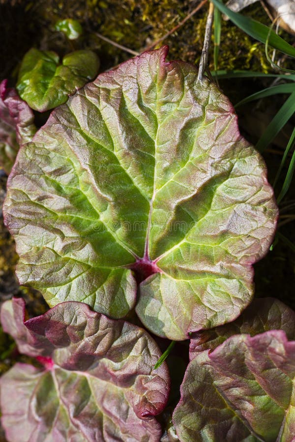 Young Rhubarb Plant with Purple and Red Stock Photo - Image of textured ...