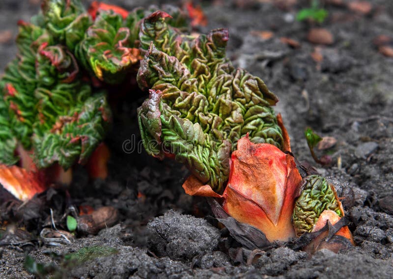 Young Rhubarb Plant with Purple and Red Stock Photo - Image of textured ...