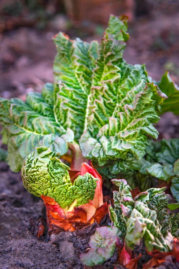 Young Rhubarb Plant with Purple and Red Stock Photo - Image of textured ...