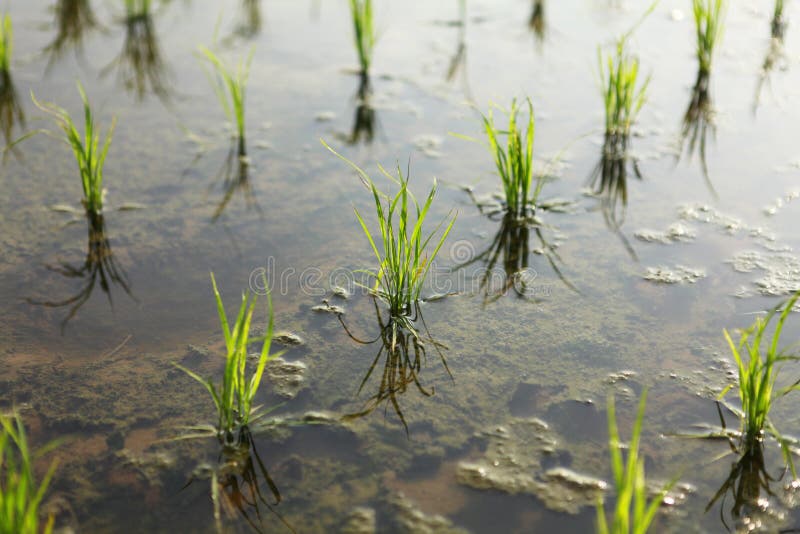 Young rice stock image. Image of food, detail, carbohydrate - 13478521