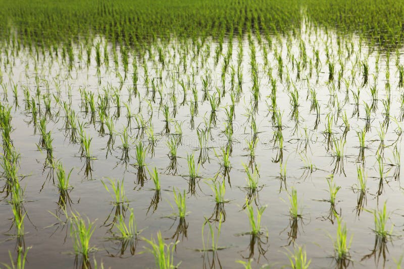 Young rice stock image. Image of food, detail, carbohydrate - 13478521