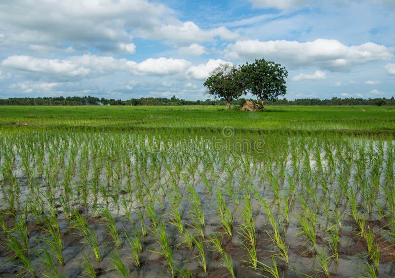 Young rice stock image. Image of country, stem, agriculture - 57351069