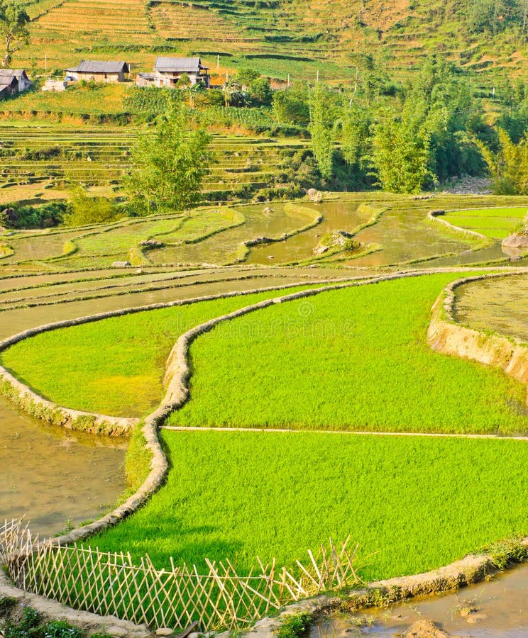 Young rice crops stock photo. Image of rice, plant, harvest - 25358648
