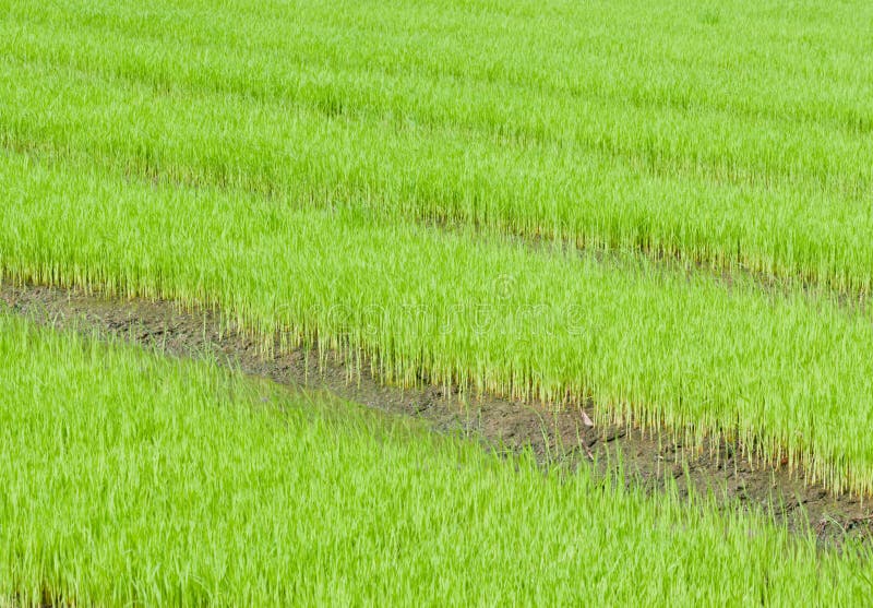 Young rice cultivate . stock photo. Image of paddy, grow - 25647098