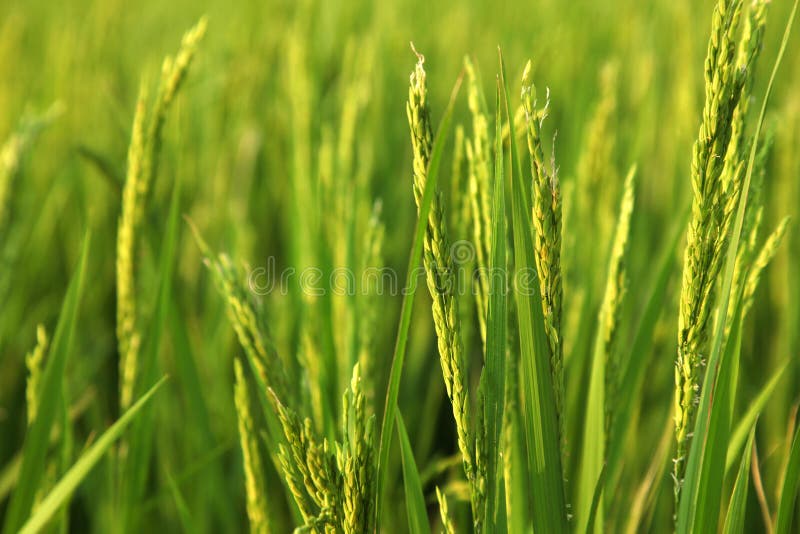 Young Rice Ears in the Green Field. Stock Photo - Image of nutrition ...