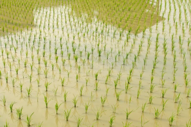 Young Rice Field stock photo. Image of lines, land, farm - 14989162