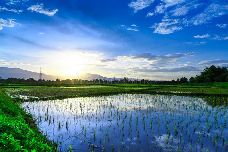 Young Rice Field with Mountain Sunset Background Stock Photo - Image of ...