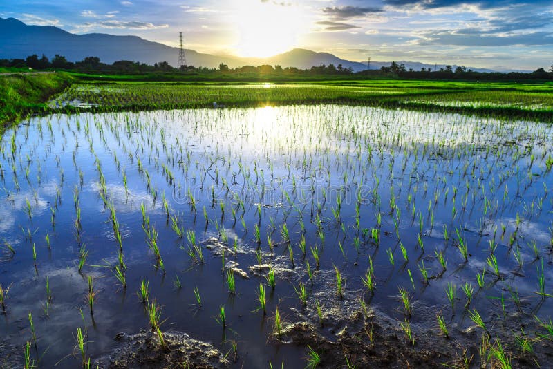 Young Rice Field with Mountain Sunset Background Stock Photo - Image of ...